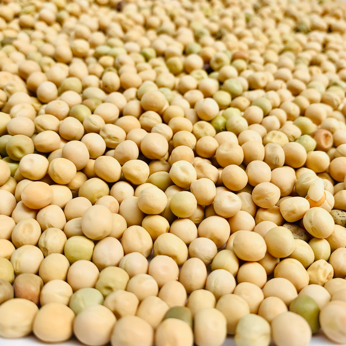 Raw White Peas-Batani-Safed Matar – Vintage Farmers