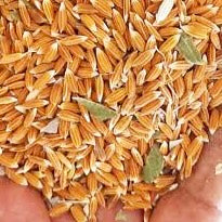 Rakthasali Red Paddy Seeds – Vintage Farmers
