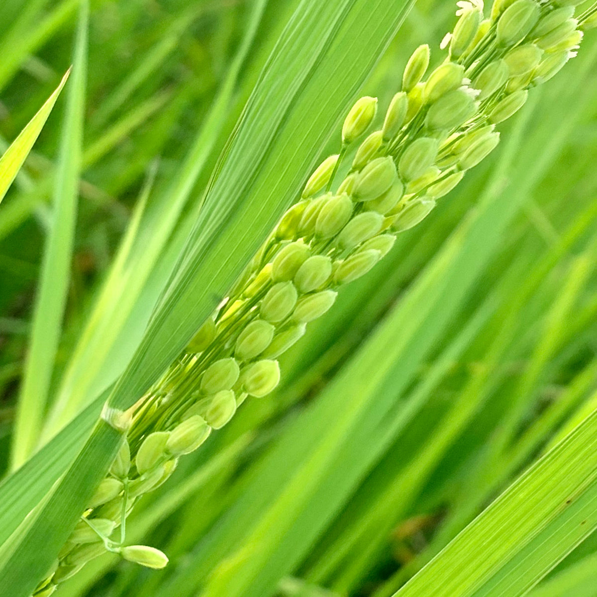 Kothambari Rice – Traditional Aromatic Heritage Variety | GoneFarmers ...