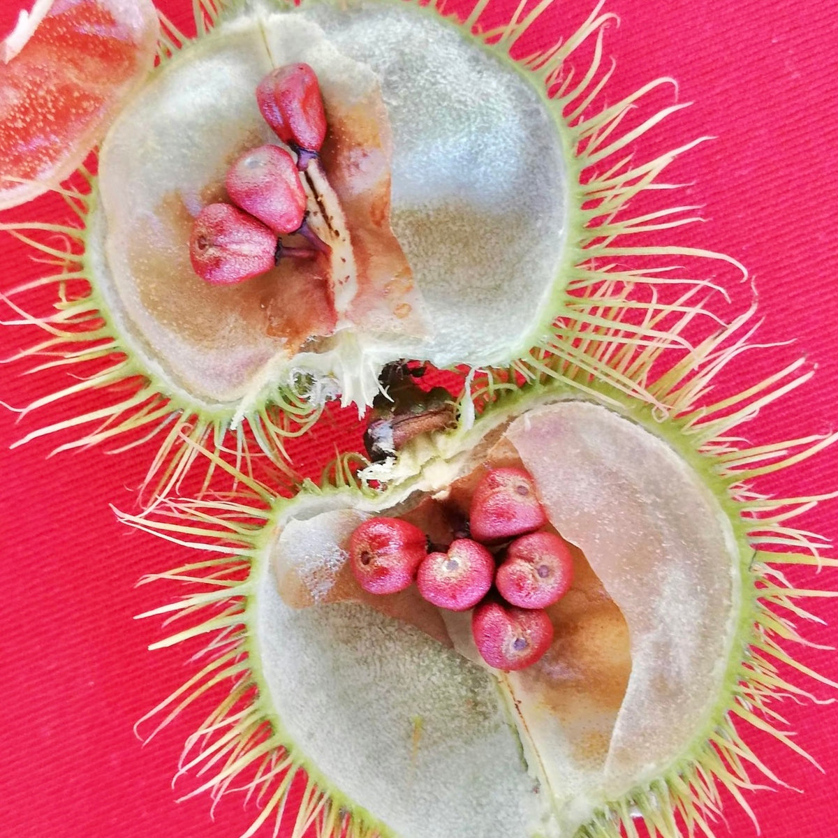 Premium Jafra-Japhar-Annatto Seeds – Vintage Farmers