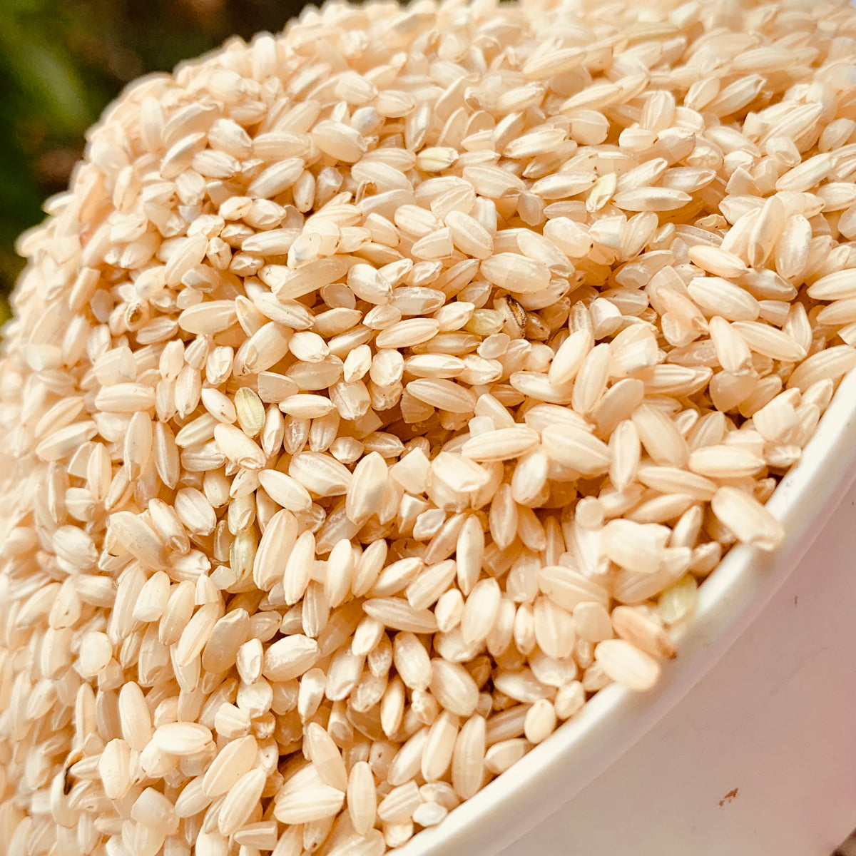 Unpolished Bahurupi Rice-Native-Desi Rice – Vintage Farmers
