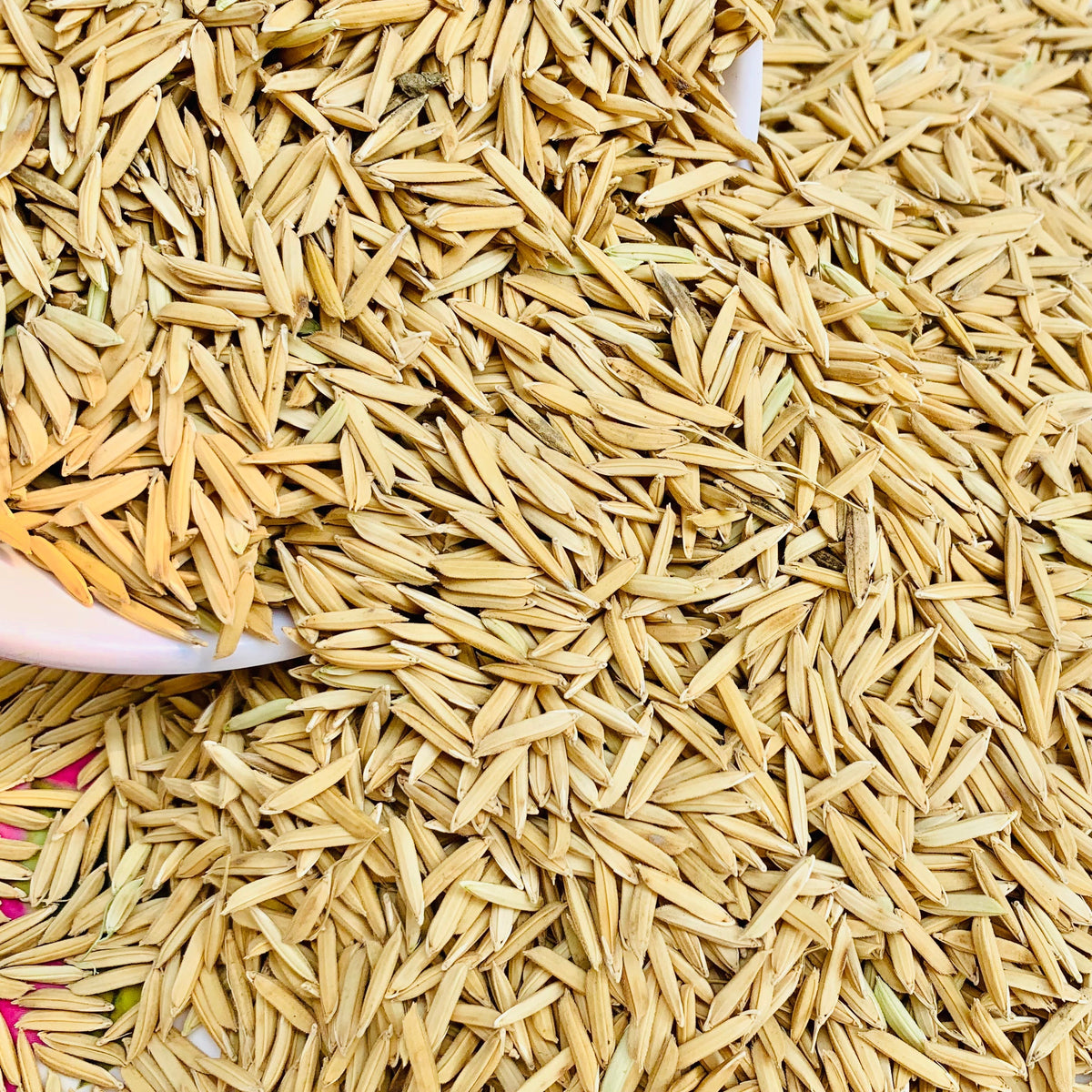 Pusa Basmati 1718 Paddy Seeds – Vintage Farmers