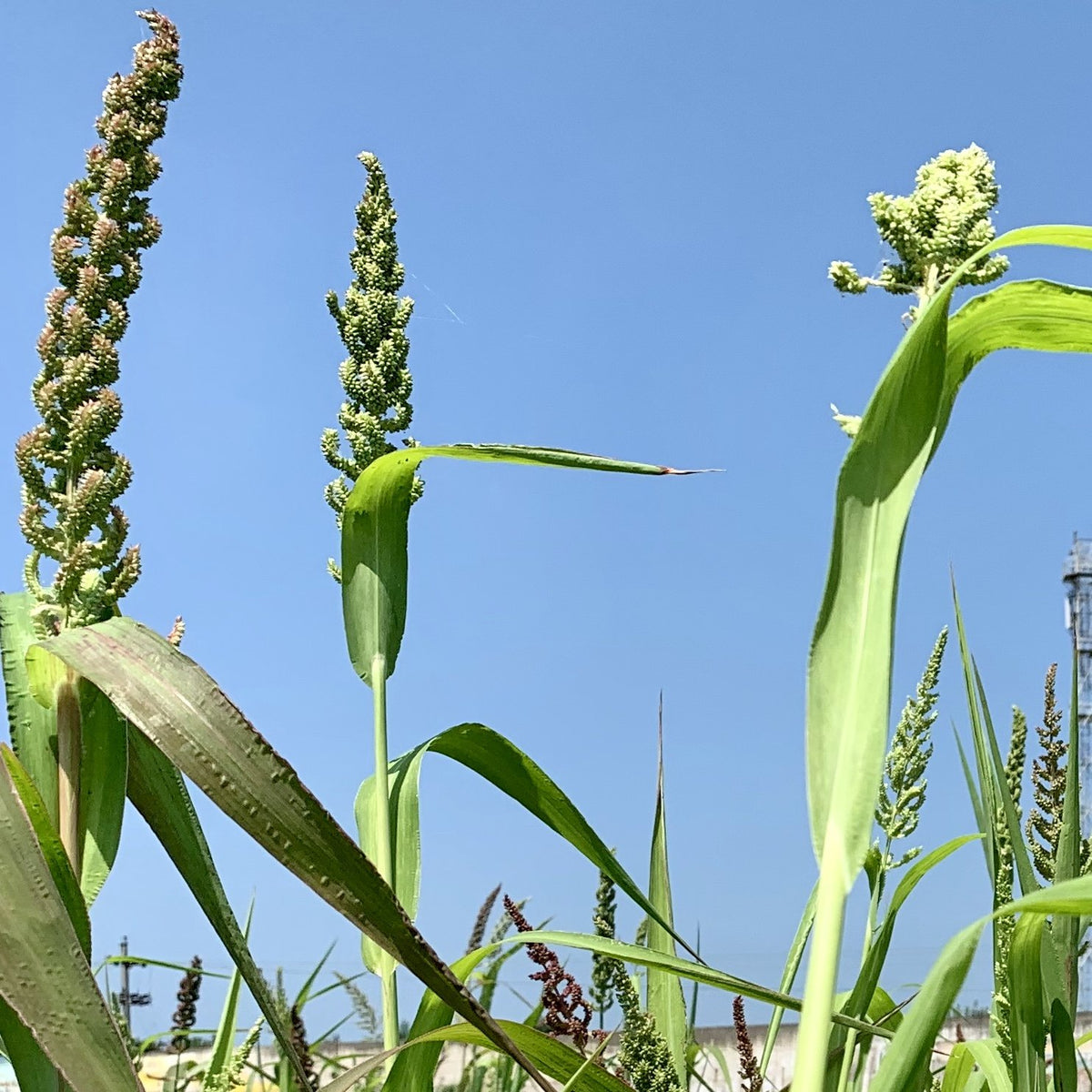 Barnyard Millets Seeds – Vintage Farmers