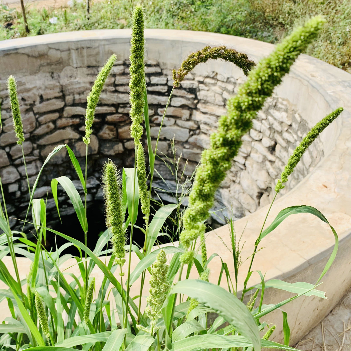 FoxTail Millet Rice-Korra Biyyam – Vintage Farmers