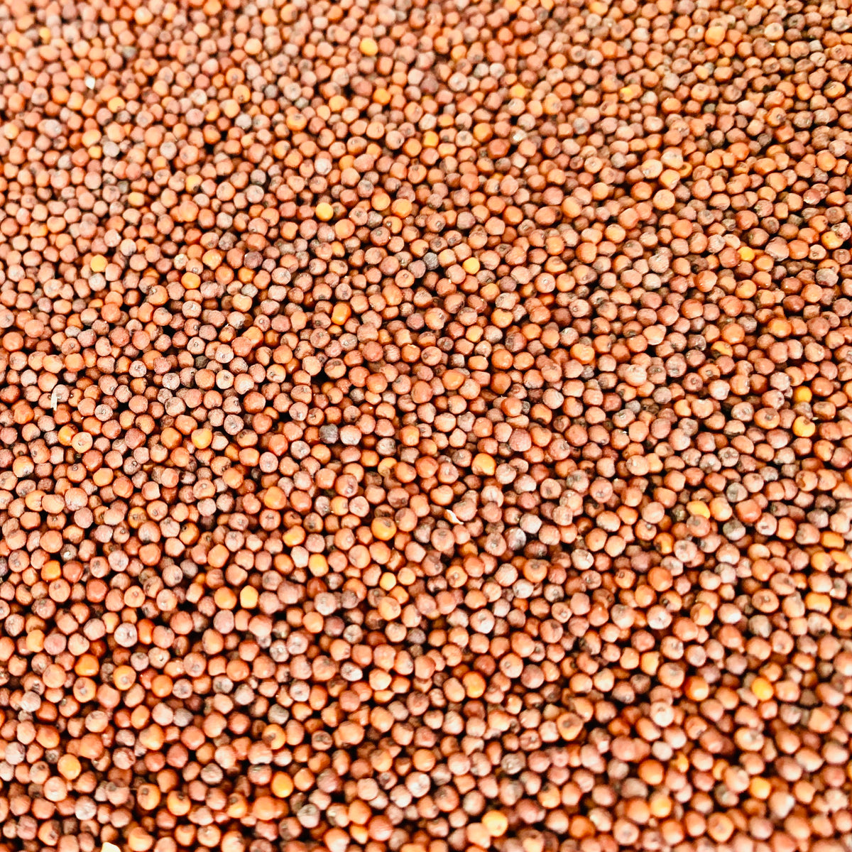 Finger Millet Rice-Whole Ragi – Vintage Farmers