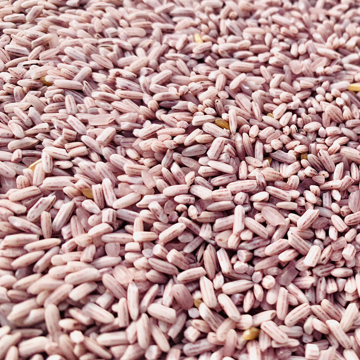 Pink Rice-Manipuri Rice-Chakhao Pink Rice 1 Kg Packs – Vintage Farmers