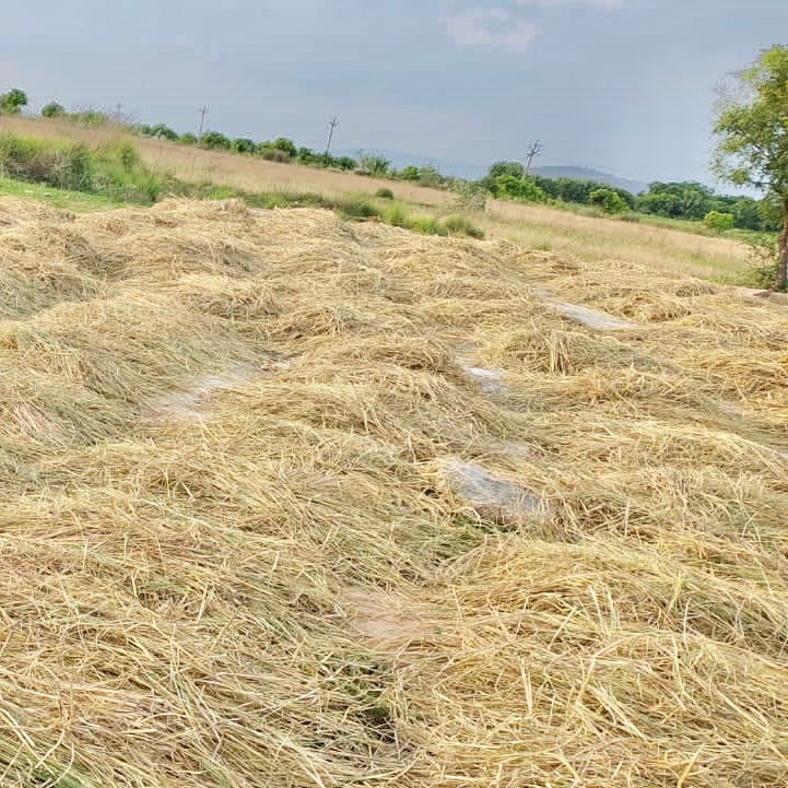 Desi Kulakar Red Paddy Seeds – Vintage Farmers