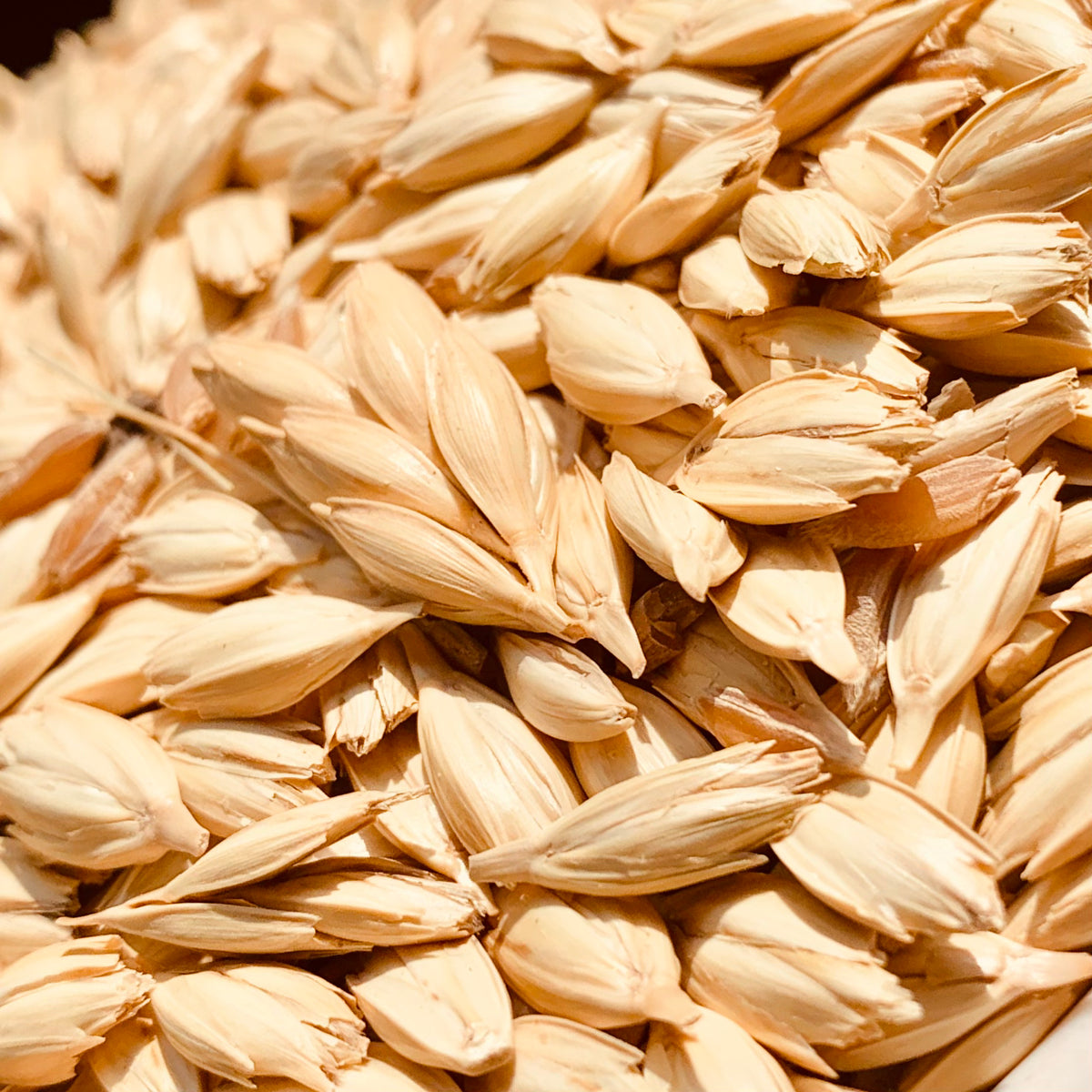 Khapli Wheat-Emmer-Seeds For Cultivation – Vintage Farmers