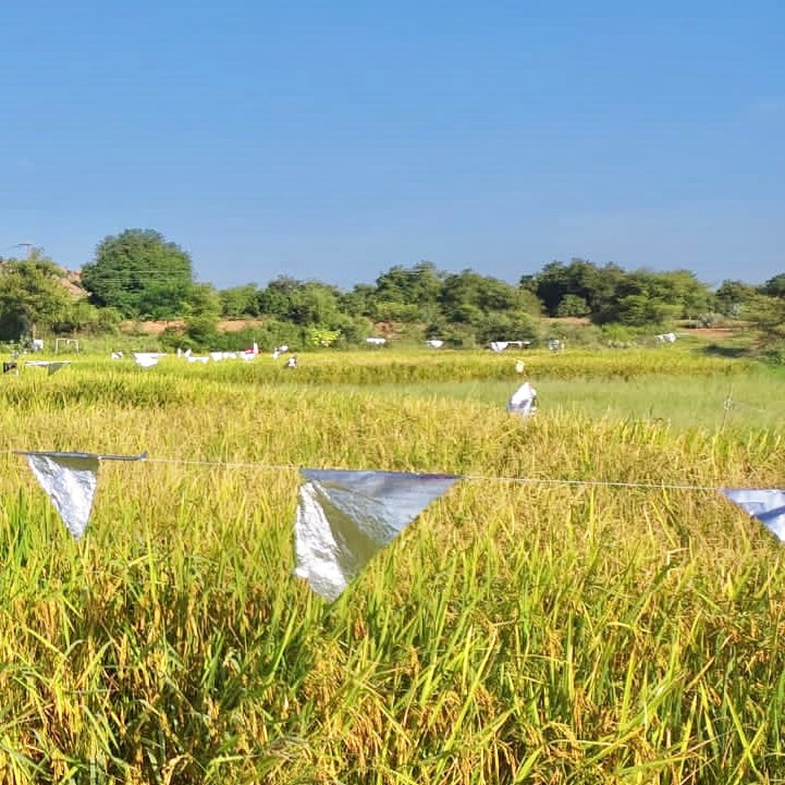 Desi Kulakar Red Paddy Seeds – Vintage Farmers