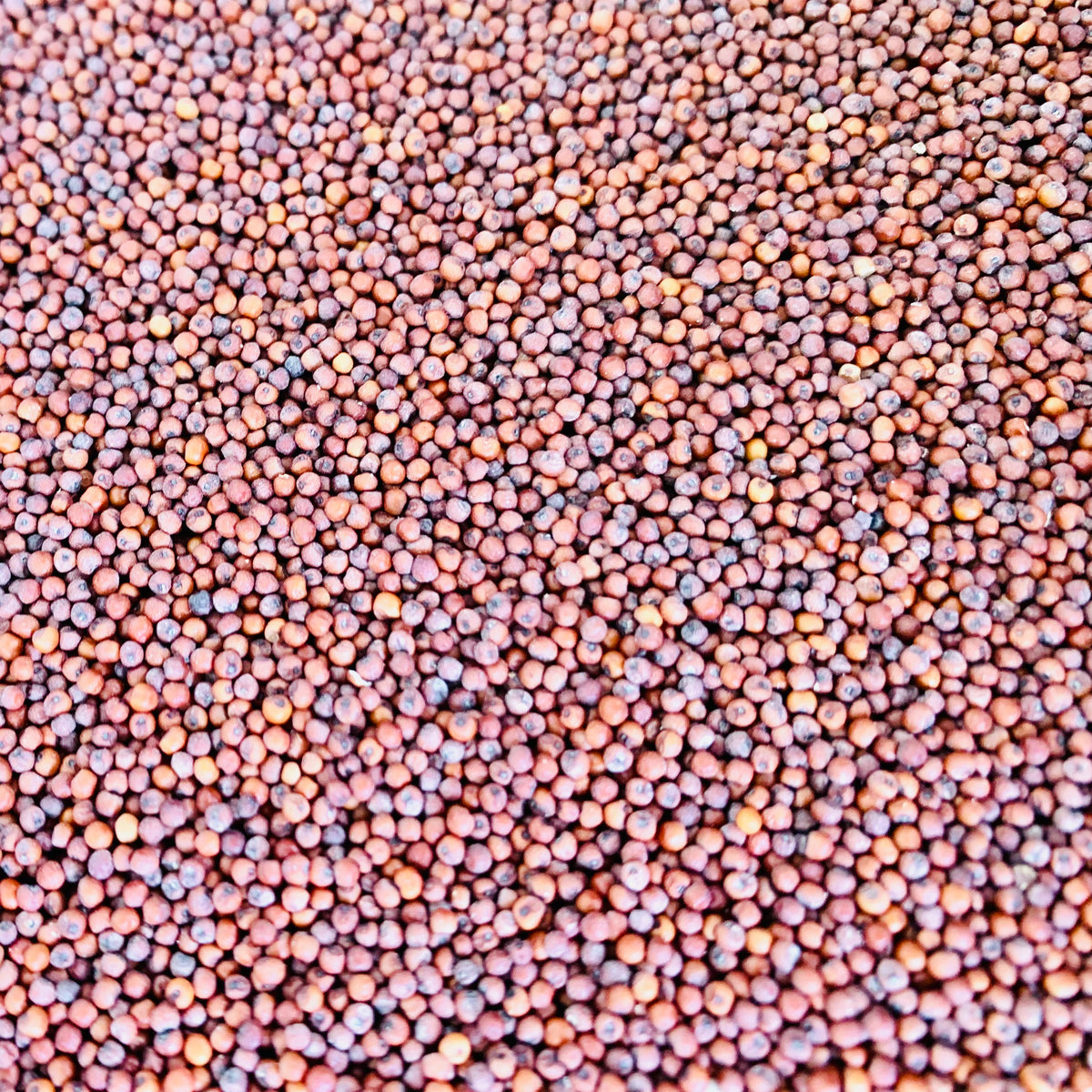 Ragi Vithanalu-Finger Millet Seeds – Vintage Farmers