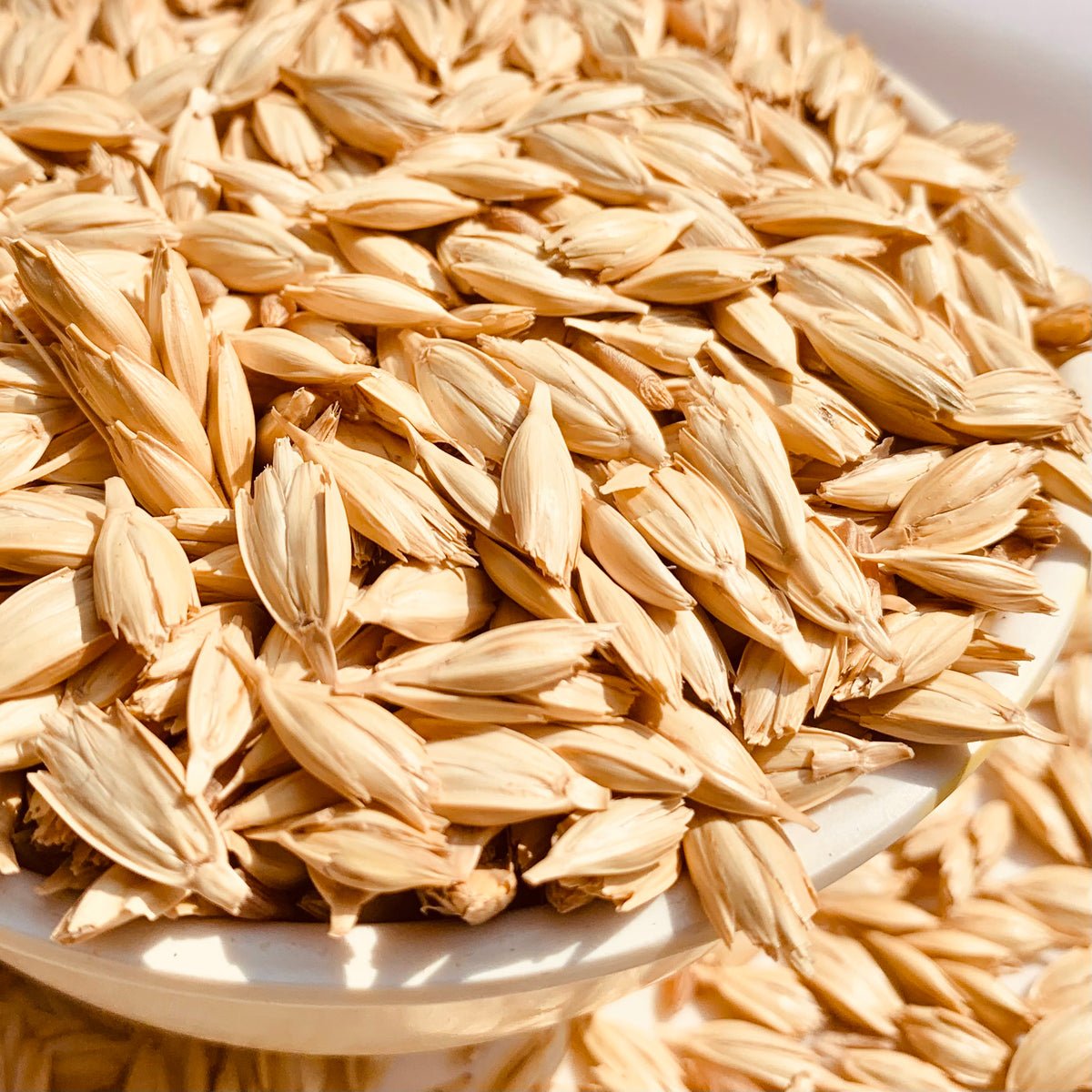 Khapli Wheat-Emmer-Seeds For Cultivation – Vintage Farmers