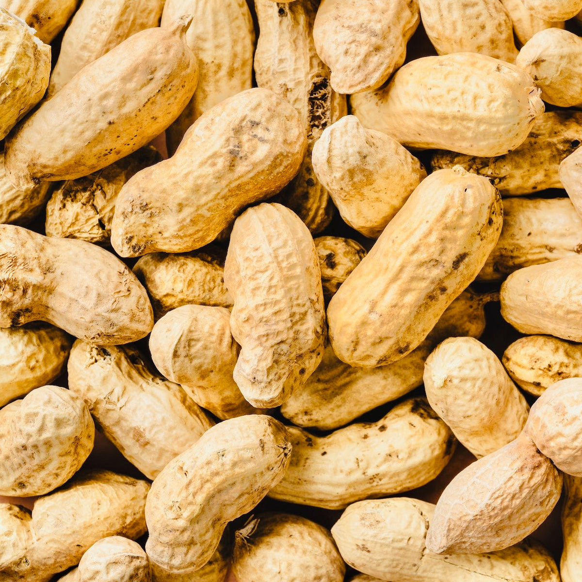 Roasted Pod of Peanuts-2 Seeds of Groundnut Organic Pod – Vintage Farmers