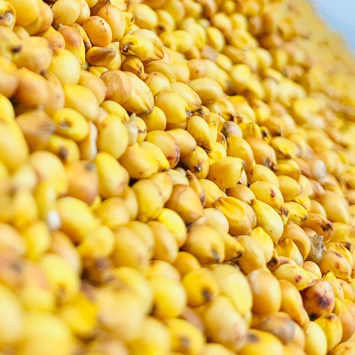 Green Sorghum Seeds For Cultivation-Jowar-Pacha Jonnalu – Vintage Farmers