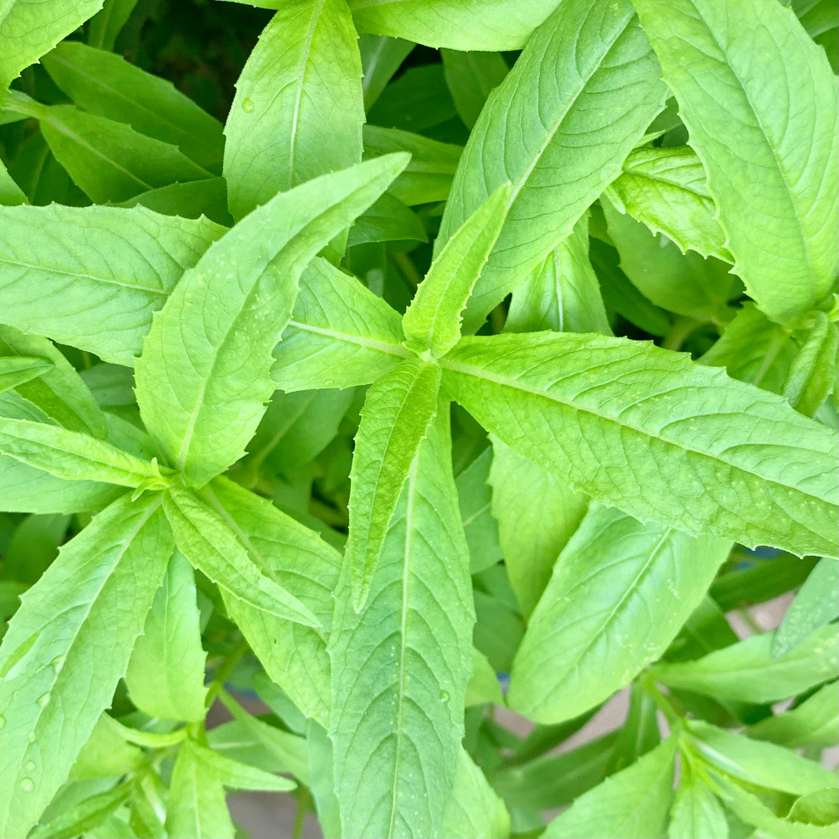 Niger Seed Oil-Verri Nuvvula Noone-Volise Noone – Vintage Farmers