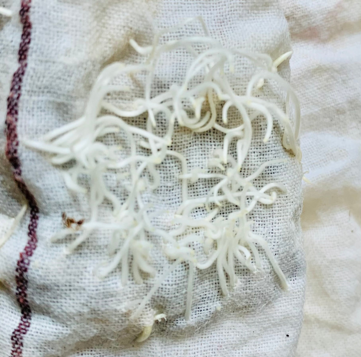 Red Paddy Seeds-Navara – Vintage Farmers