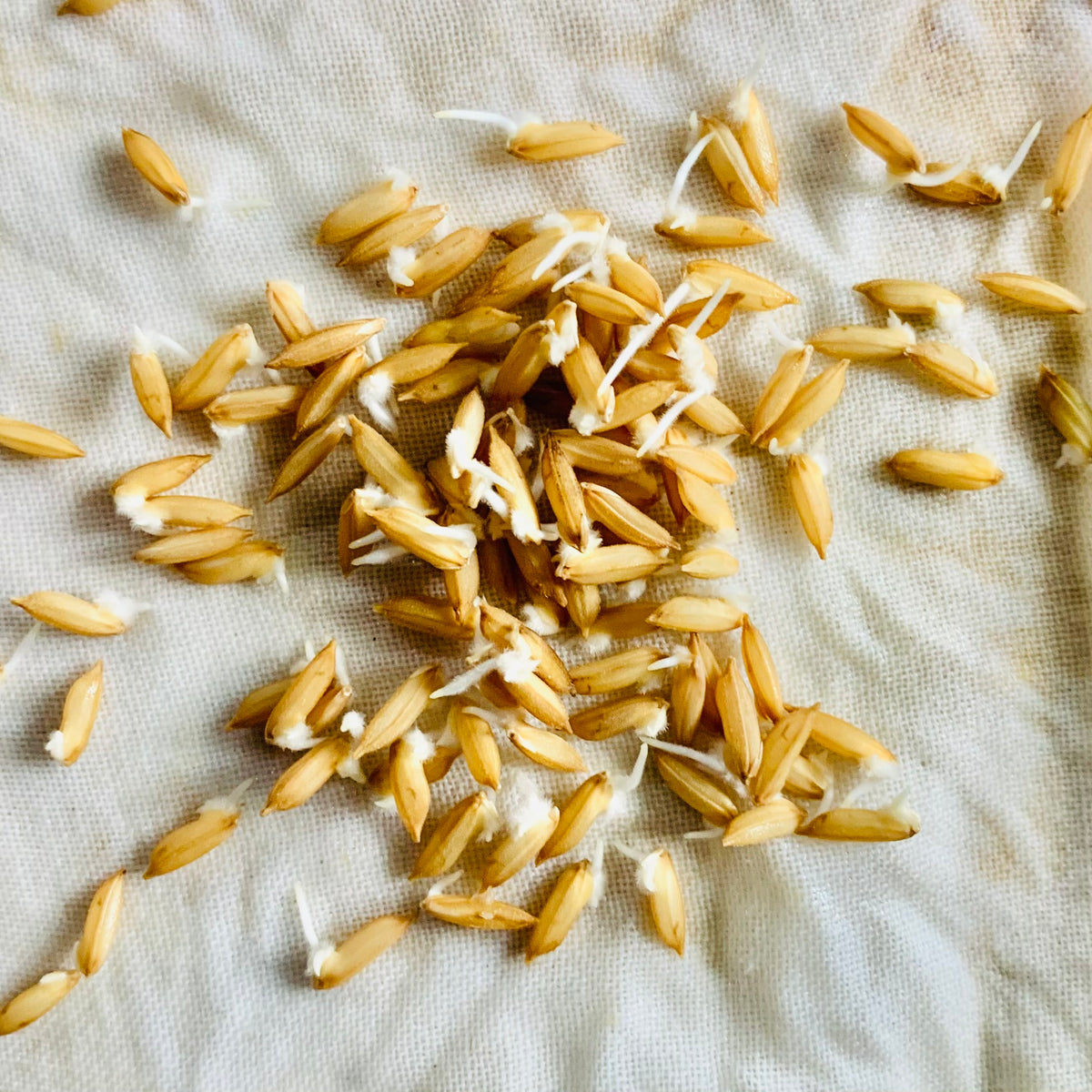 BPT 5204-Samba-Sona-Brown Paddy Seeds – Vintage Farmers