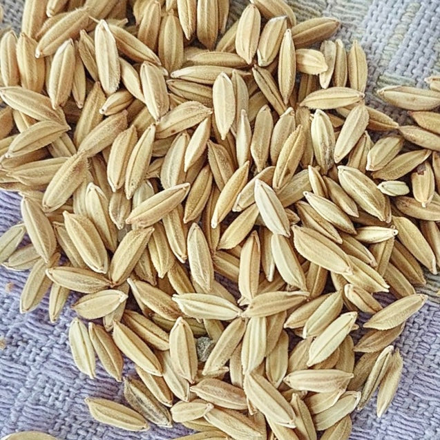 Desi Kulakar Red Paddy Seeds – Vintage Farmers