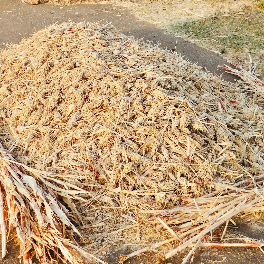 White Sorghum Seeds For Cultivation-Jowar-Jonnalu – Vintage Farmers