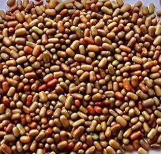 Sesbania Seeds-Jeeluga Vithanalu-Dhaincha Beej – Vintage Farmers