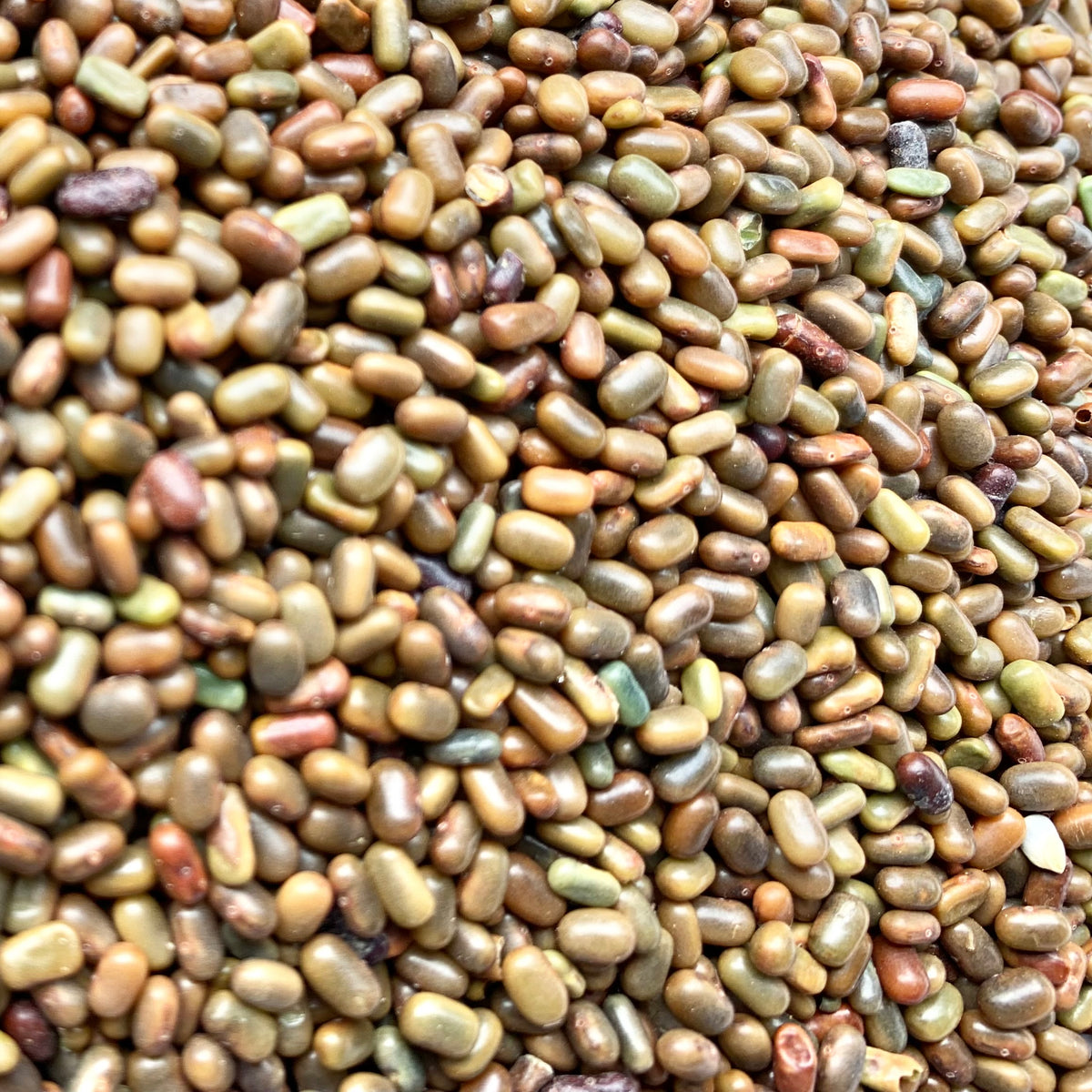 Sesbania Seeds-Jeeluga Vithanalu-Dhaincha Beej – Vintage Farmers