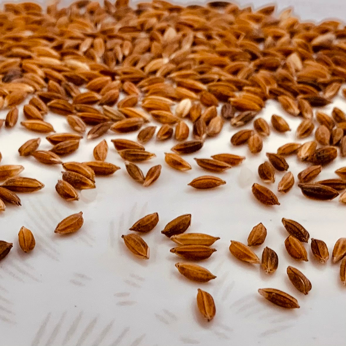 Tiny Pearl Paddy Seeds-Chitti Muthyalu-1 Kg Pack – Vintage Farmers