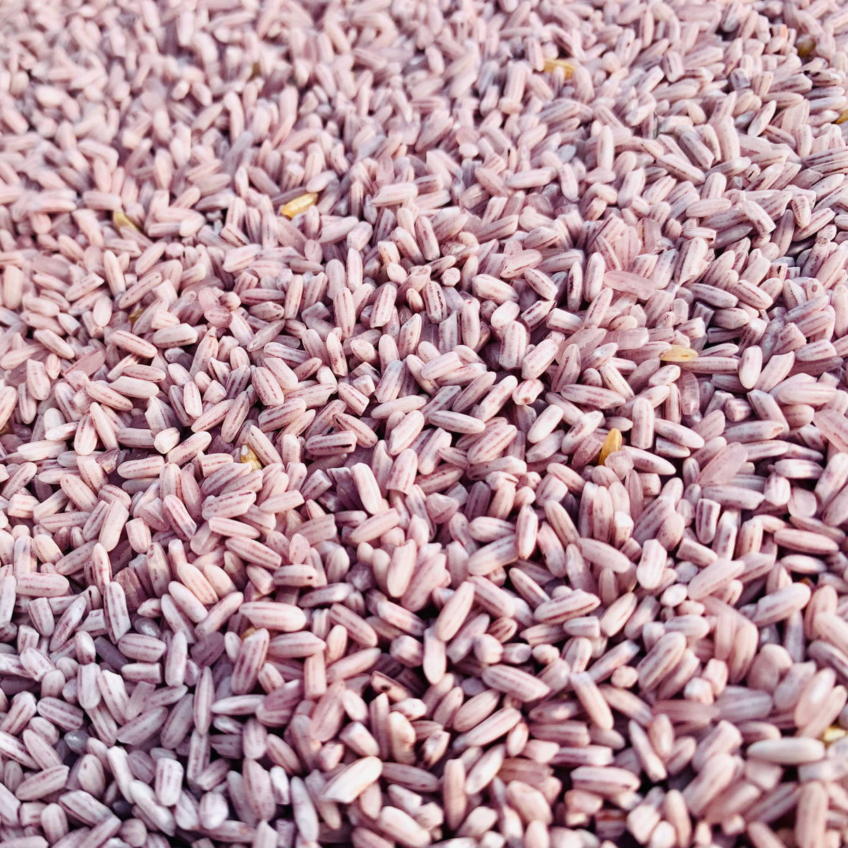 Pink Rice-Manipuri Rice-Chakhao Pink Rice 1 Kg Packs – Vintage Farmers