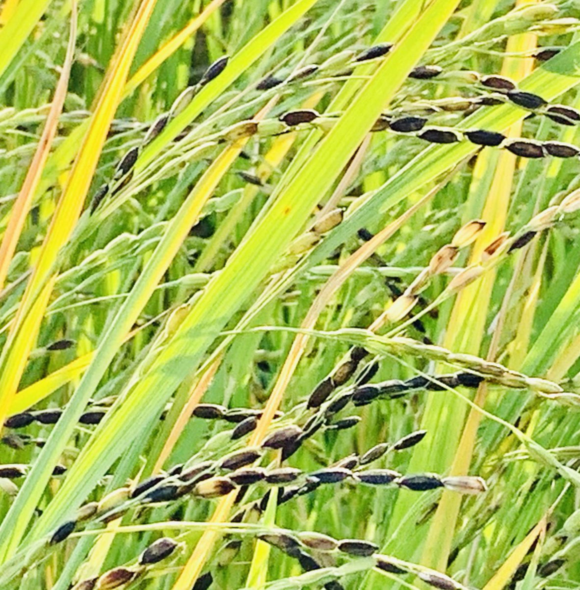 Red Paddy Seeds-Navara – Vintage Farmers