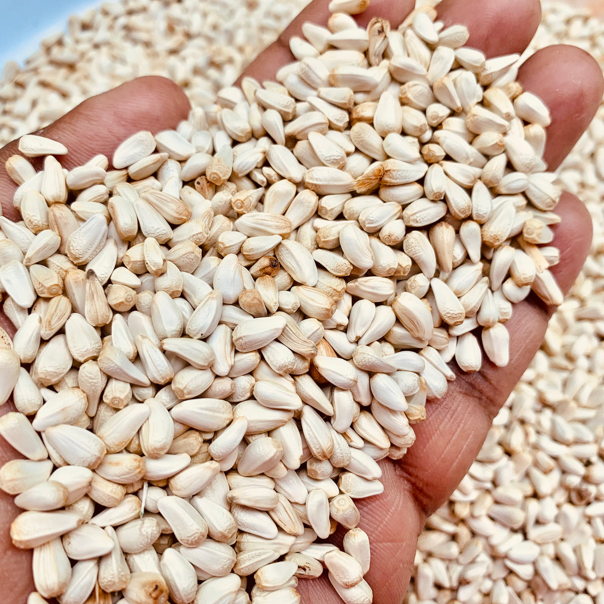 Safflower Seeds-Kusuma Vithanalu – Vintage Farmers