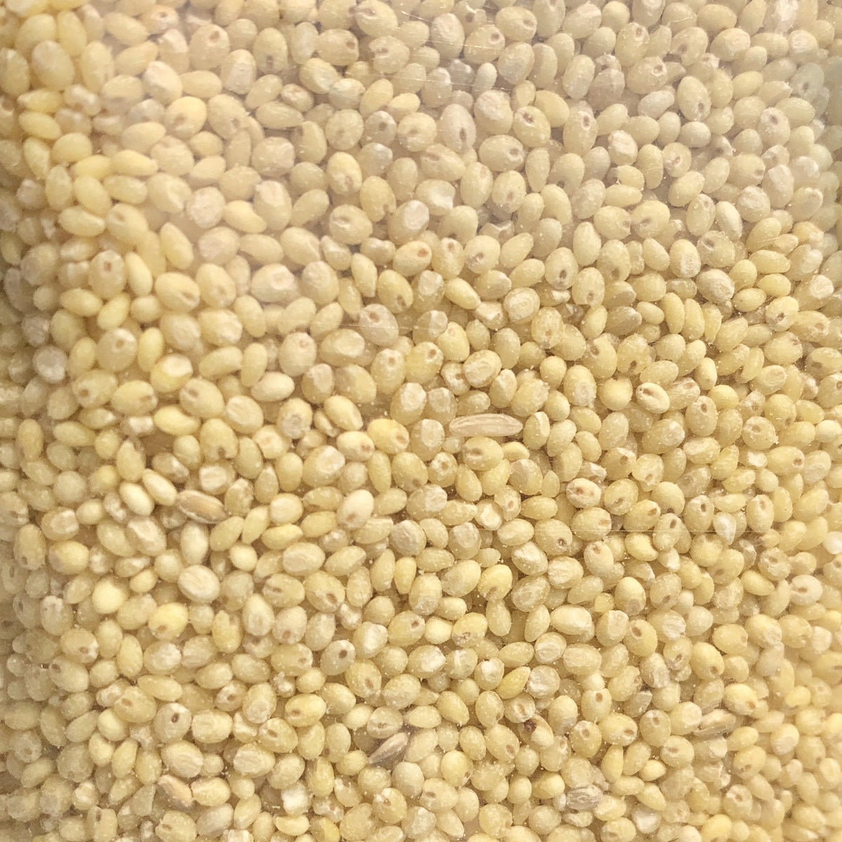 Proso Millet Rice-Varigalu – Vintage Farmers
