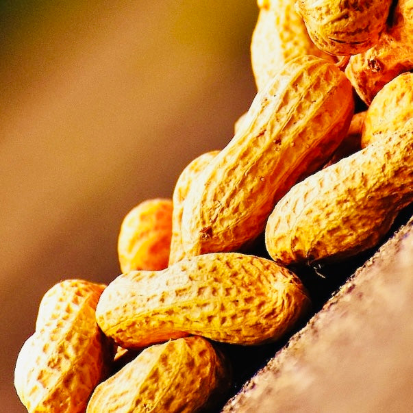 Raw Pod of Peanuts-2 Seeds of Groundnut Organic Pod – Vintage Farmers