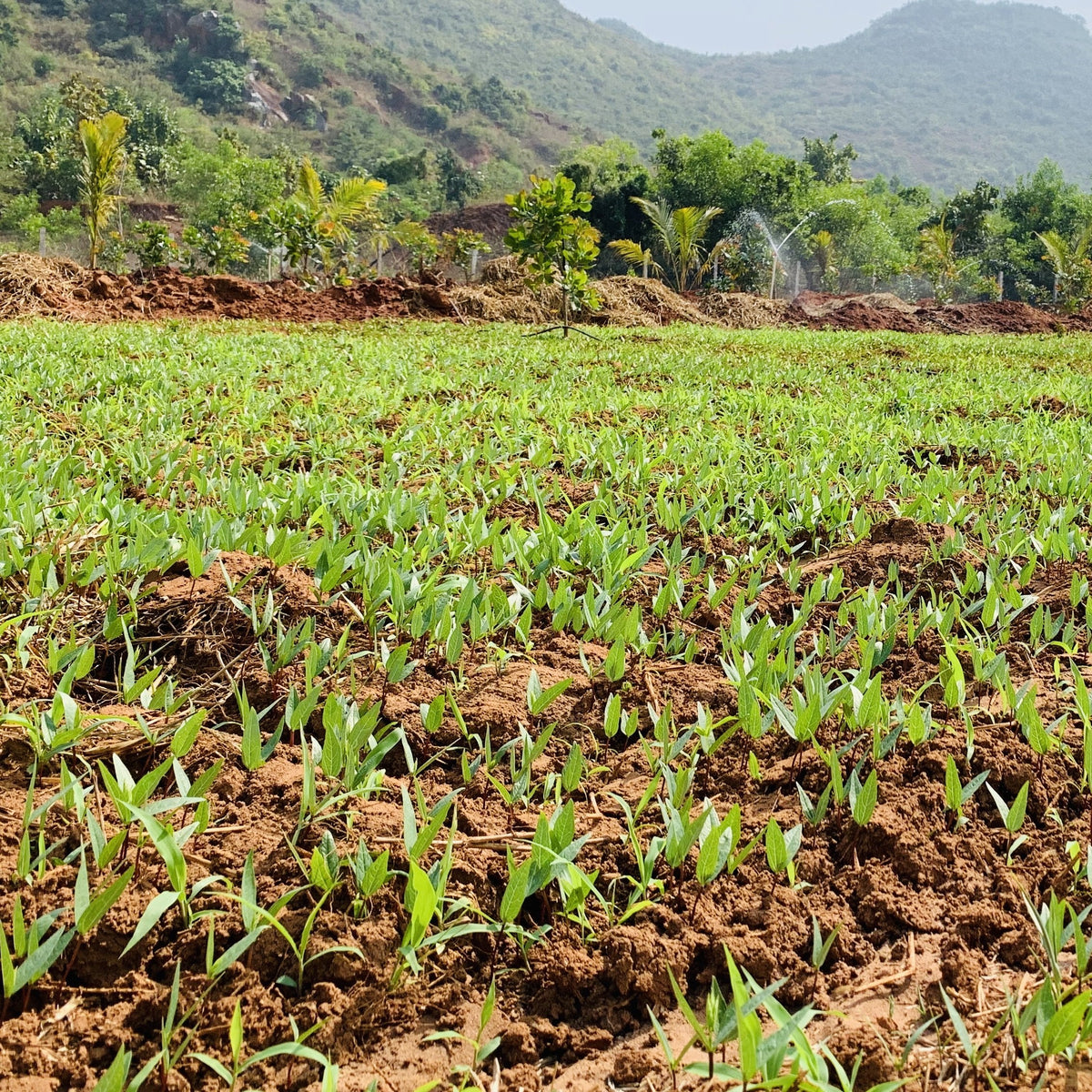 Naatu Minumu-Black Gram-Desi Urad Dal-Unpolished – Vintage Farmers