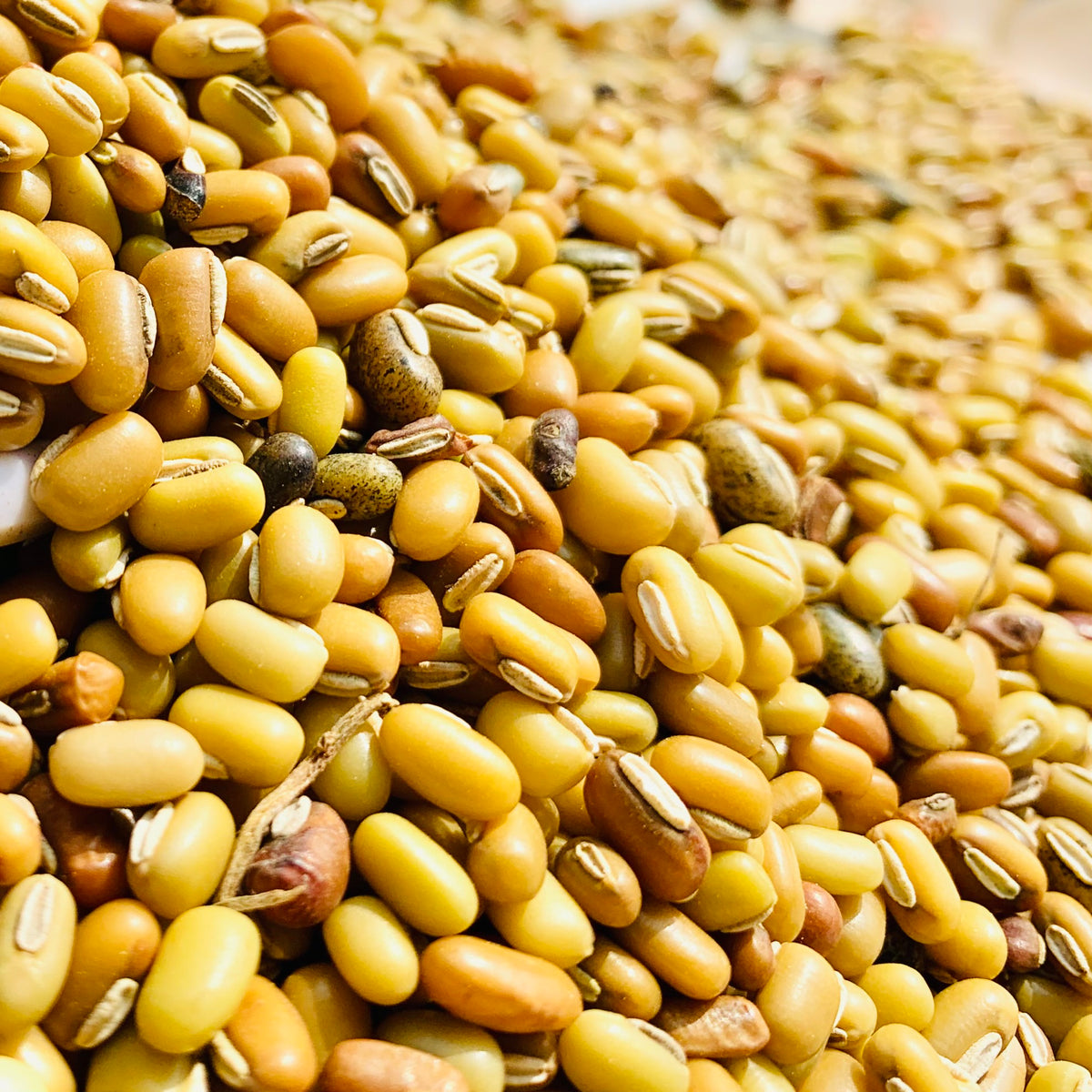 Bobbarlu-Alasadalu-Cow Peas-Black Eyed Peas-1 Kg – Vintage Farmers