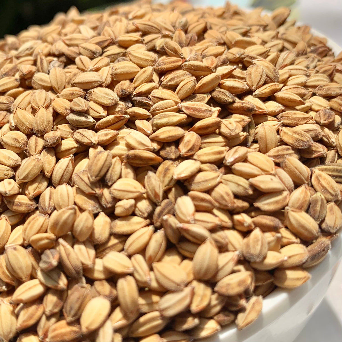 Kothambari Paddy-Coriander Paddy Seeds – Vintage Farmers