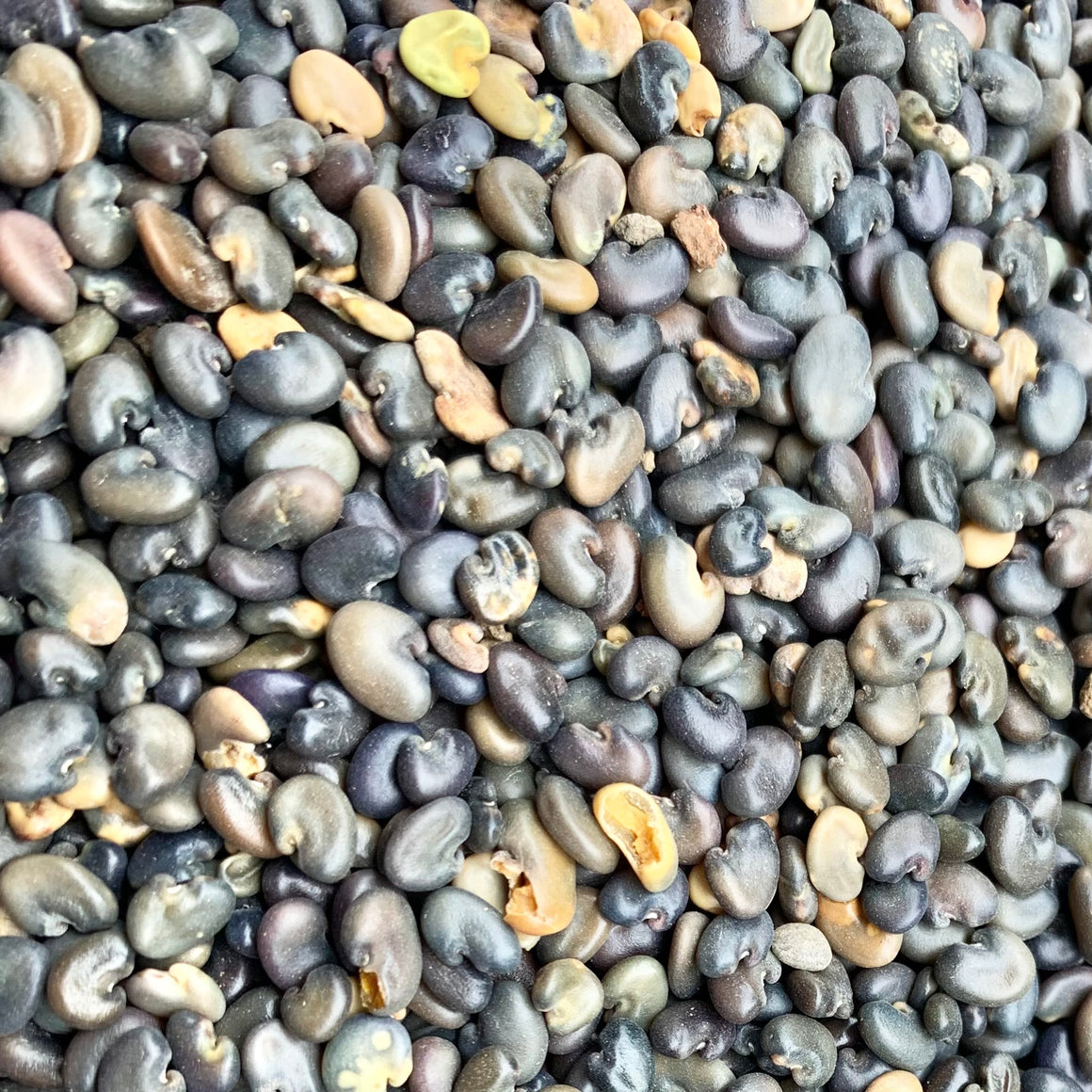 Sunn Hemp Seeds-Janumu Vithanalu – Vintage Farmers