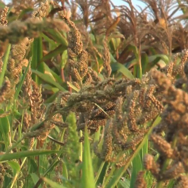 Barnyard Millets Seeds – Vintage Farmers