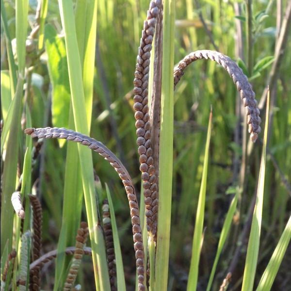 Premium Raw Kangni Seeds-1 Kg Pack – Vintage Farmers
